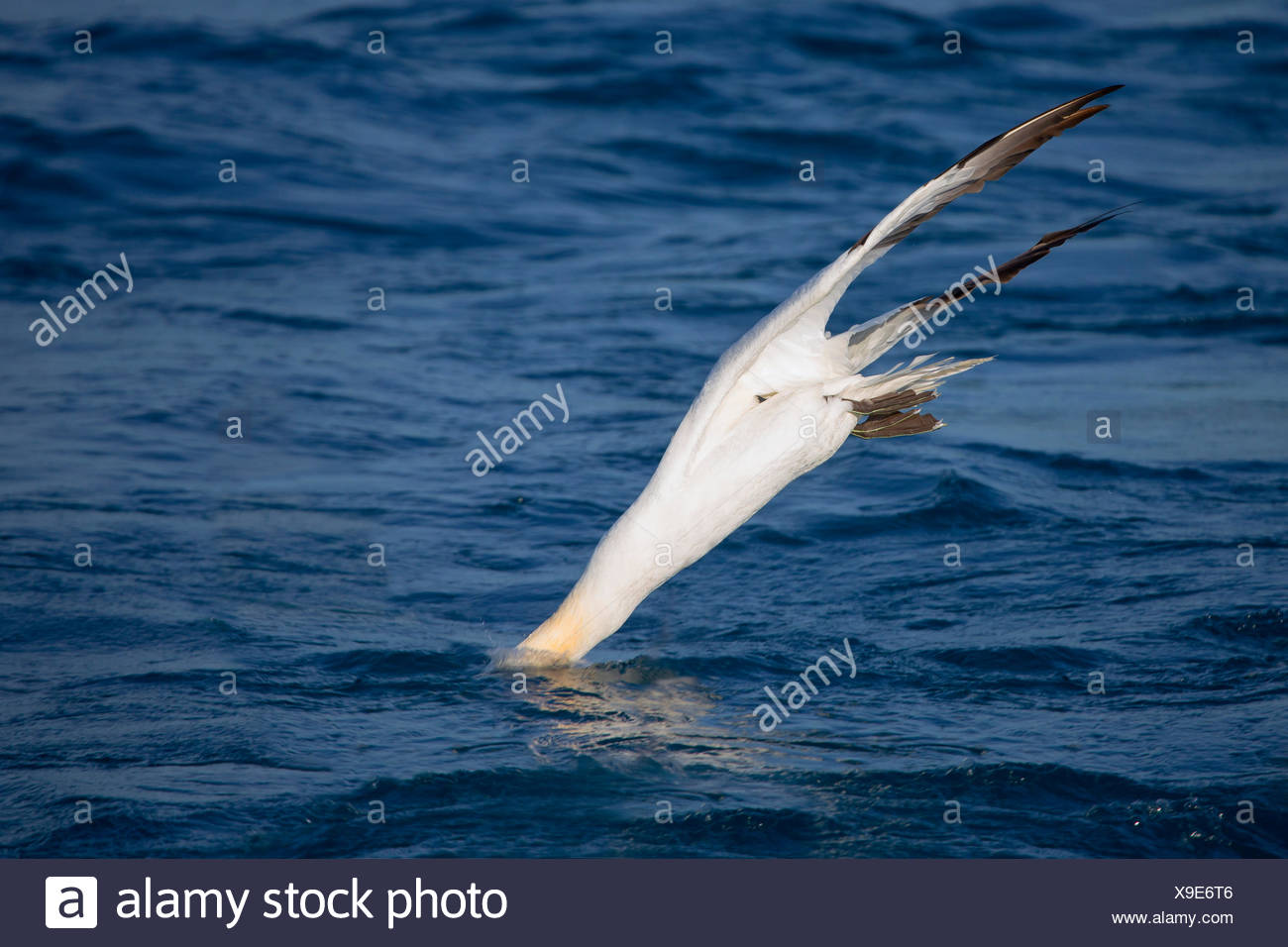 Northern Gannet Dive High Resolution Stock Photography and Images - Alamy