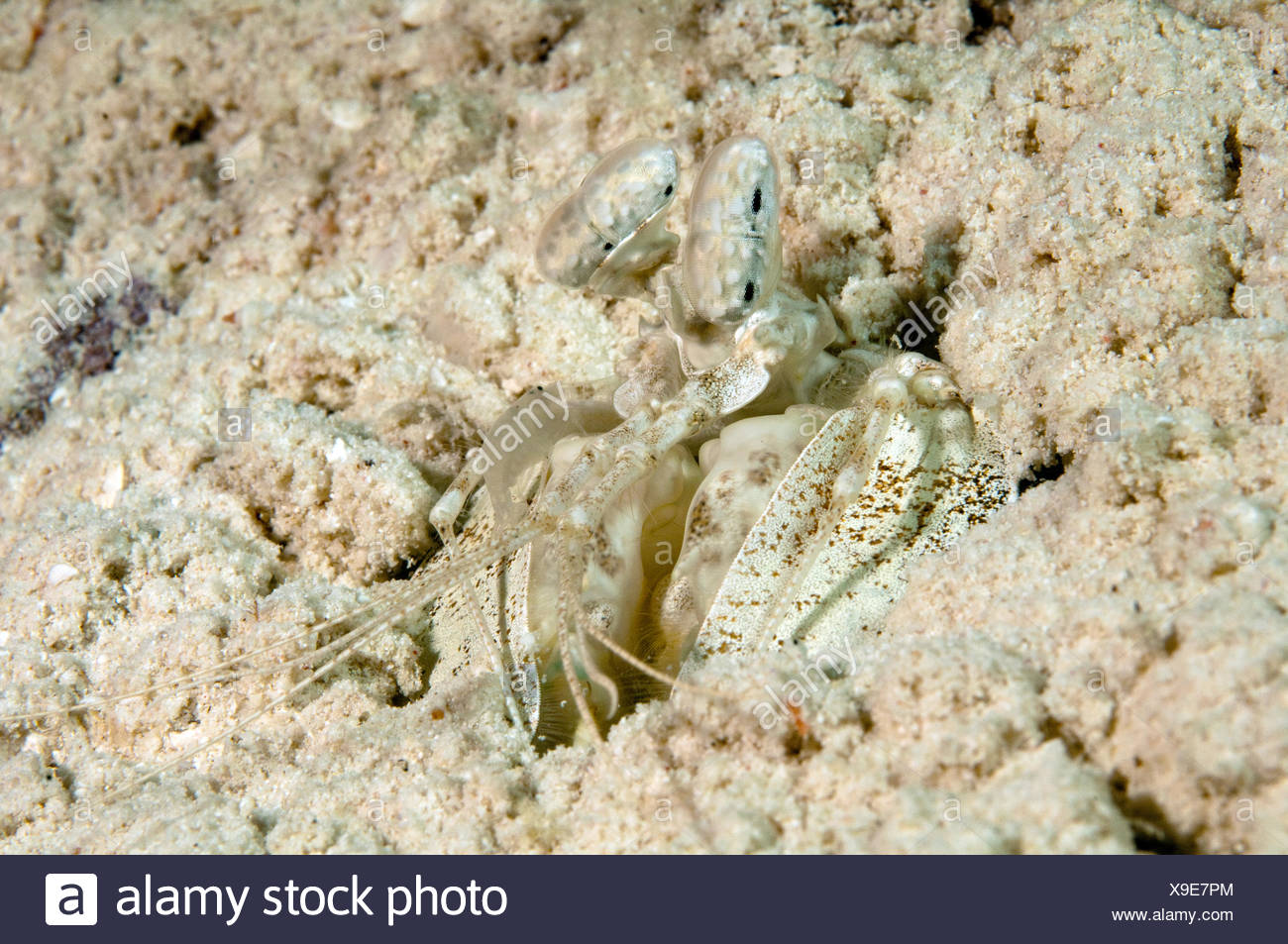 Pacific Ocean Asia Mantis Shrimp High Resolution Stock Photography and ...