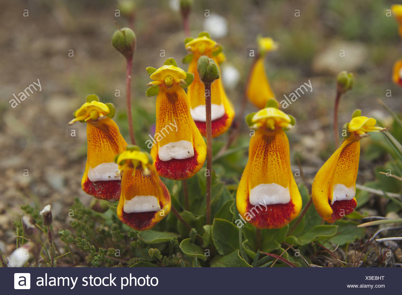 Slipperflower Calceolaria Uniflora Var Darwinii High Resolution Stock ...