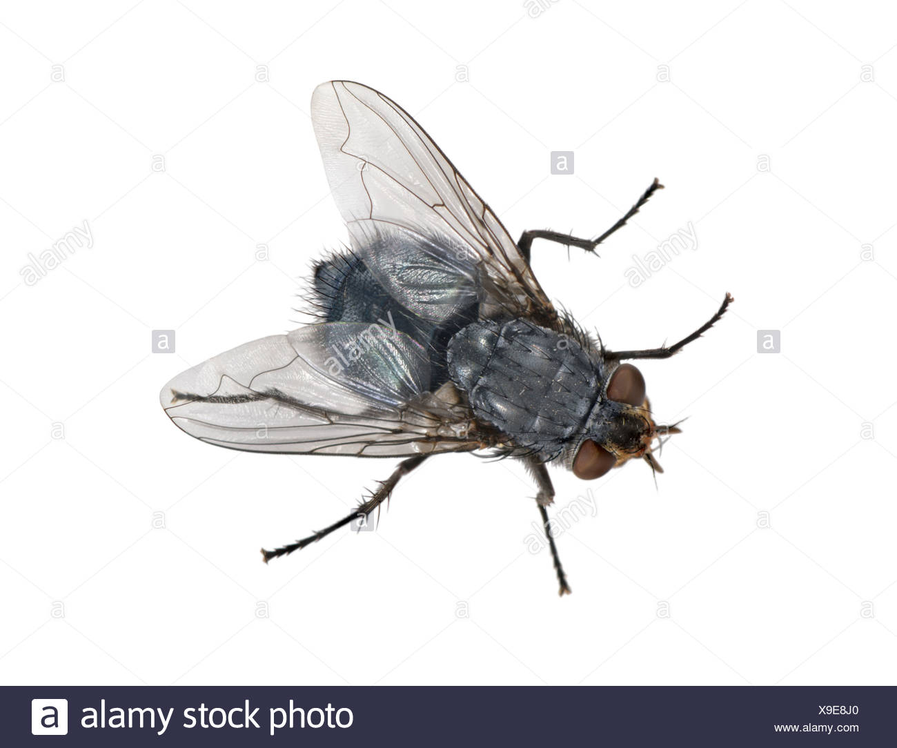 Calliphora Erythrocephala High Resolution Stock Photography and Images ...