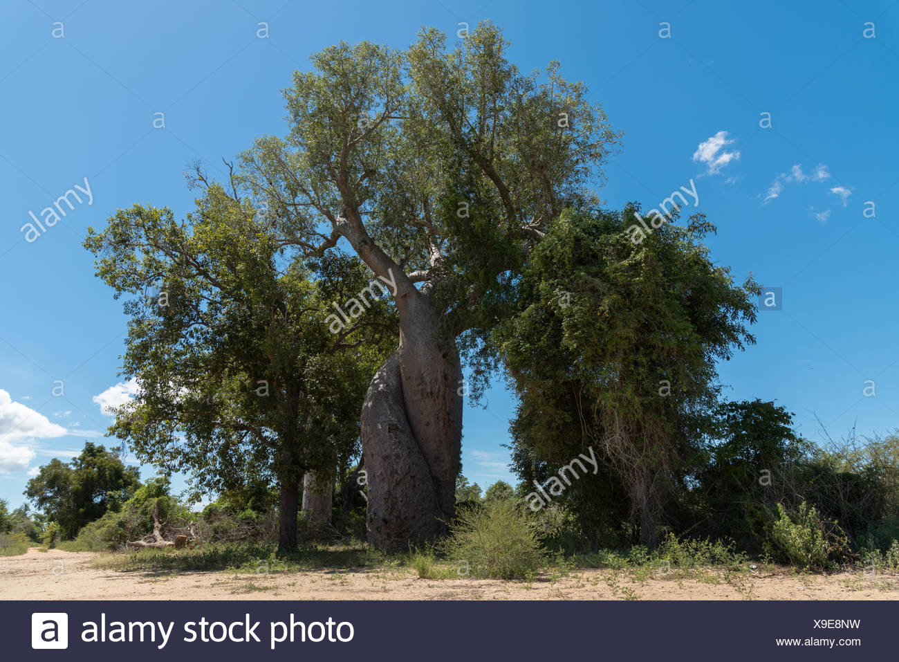 Adansonia Za Baobab Tree High Resolution Stock Photography and Images ...