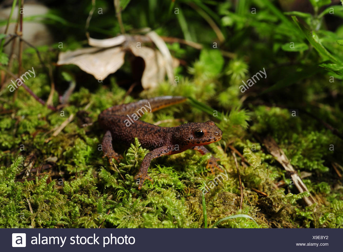 Alpine Newt Triturus Alpestris Stock Photos & Alpine Newt Triturus ...