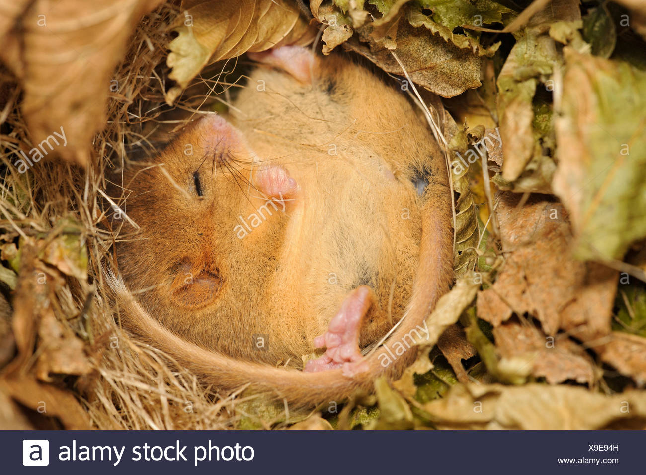 Dormouse Hibernating Stock Photos & Dormouse Hibernating Stock Images ...