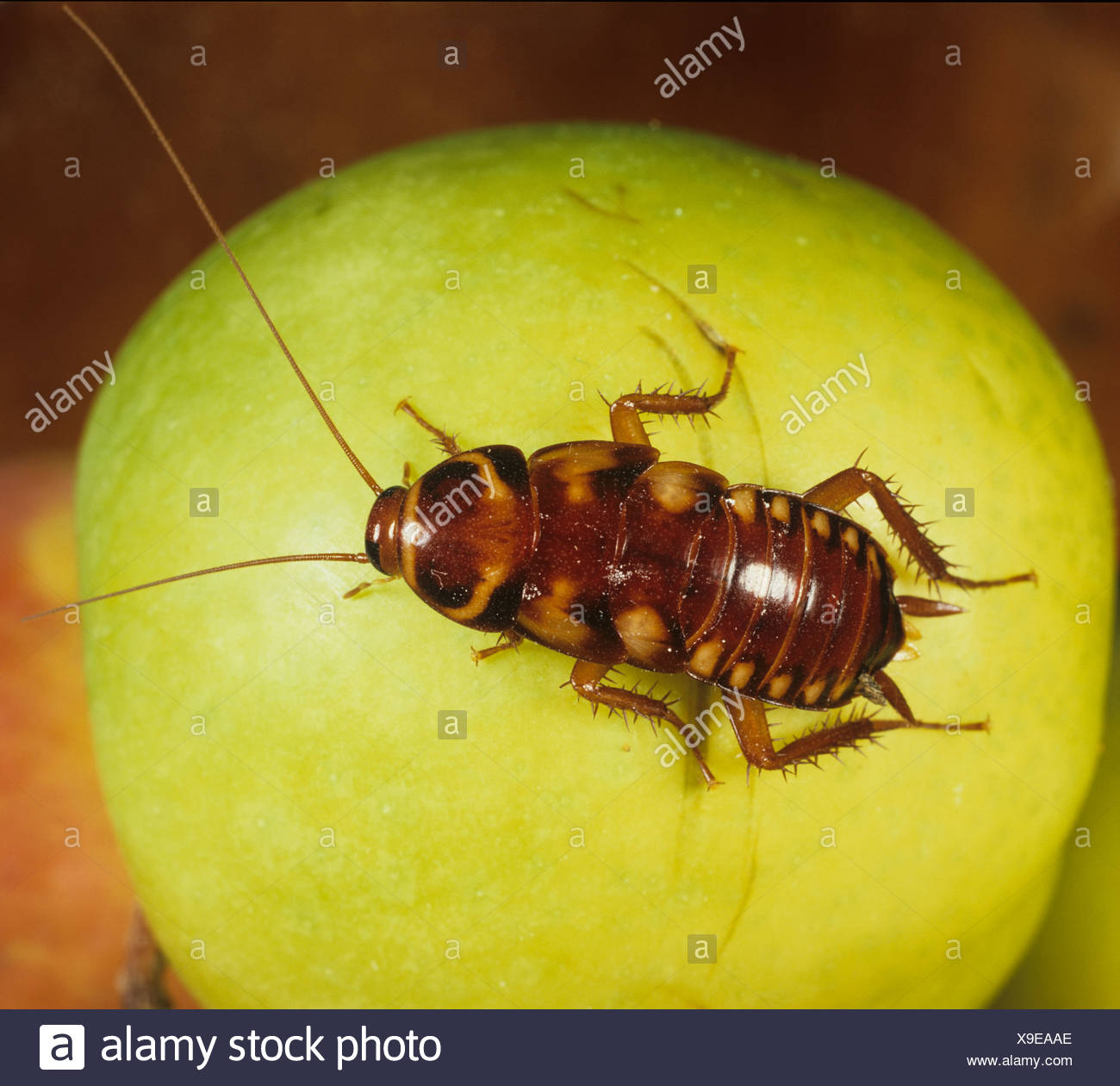 Australian Cockroach Stock Photos & Australian Cockroach Stock Images ...