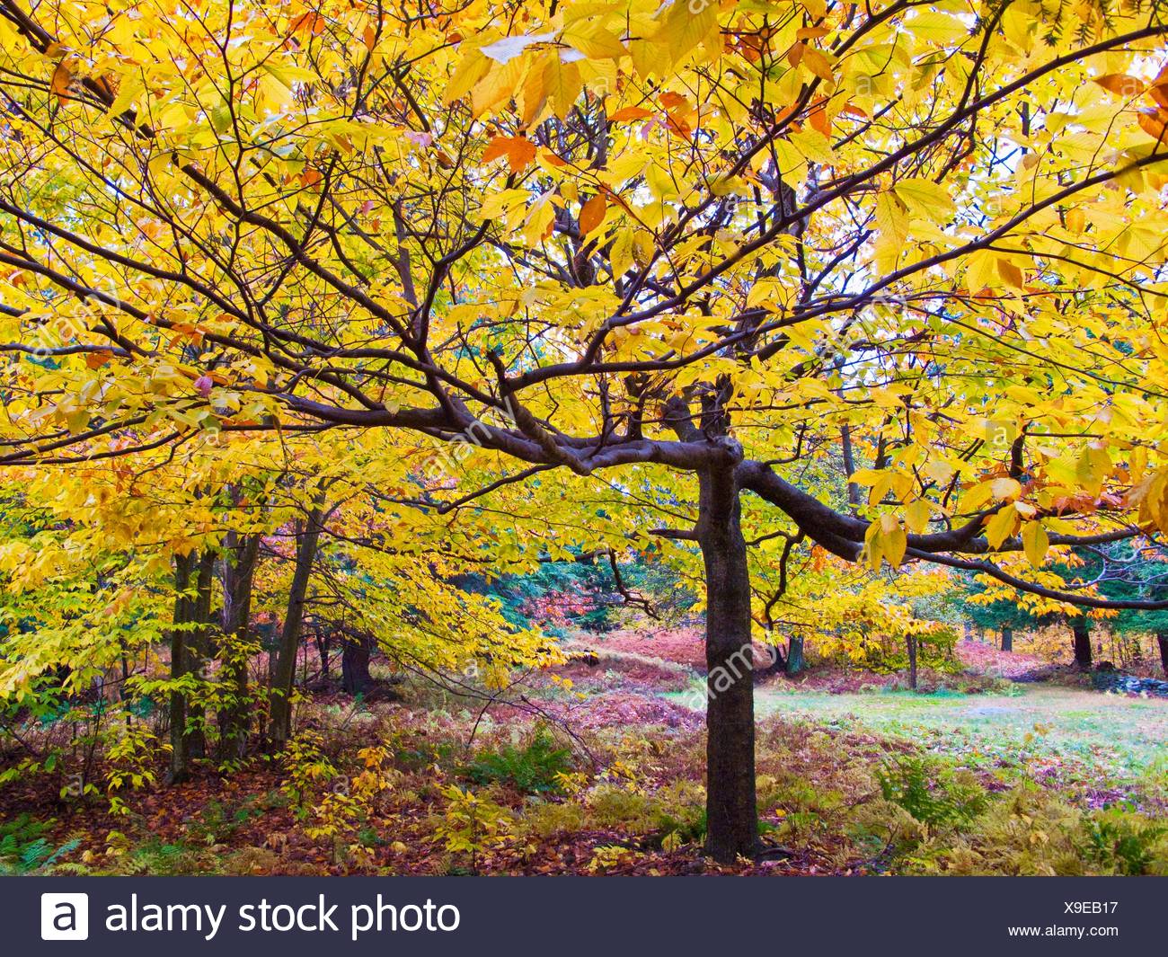American Beech Tree High Resolution Stock Photography and Images - Alamy