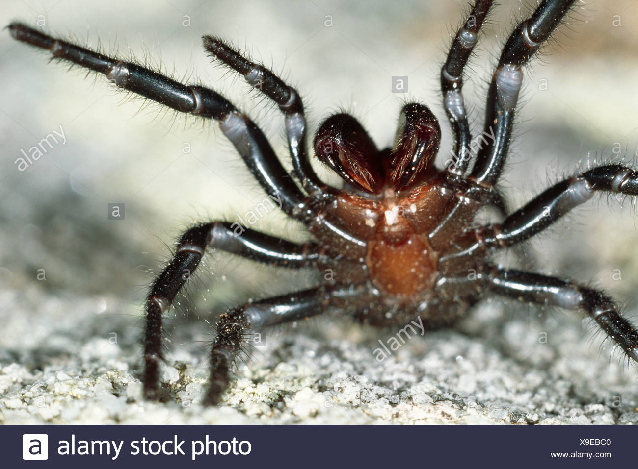 Venomous Australian Spider High Resolution Stock Photography and Images ...
