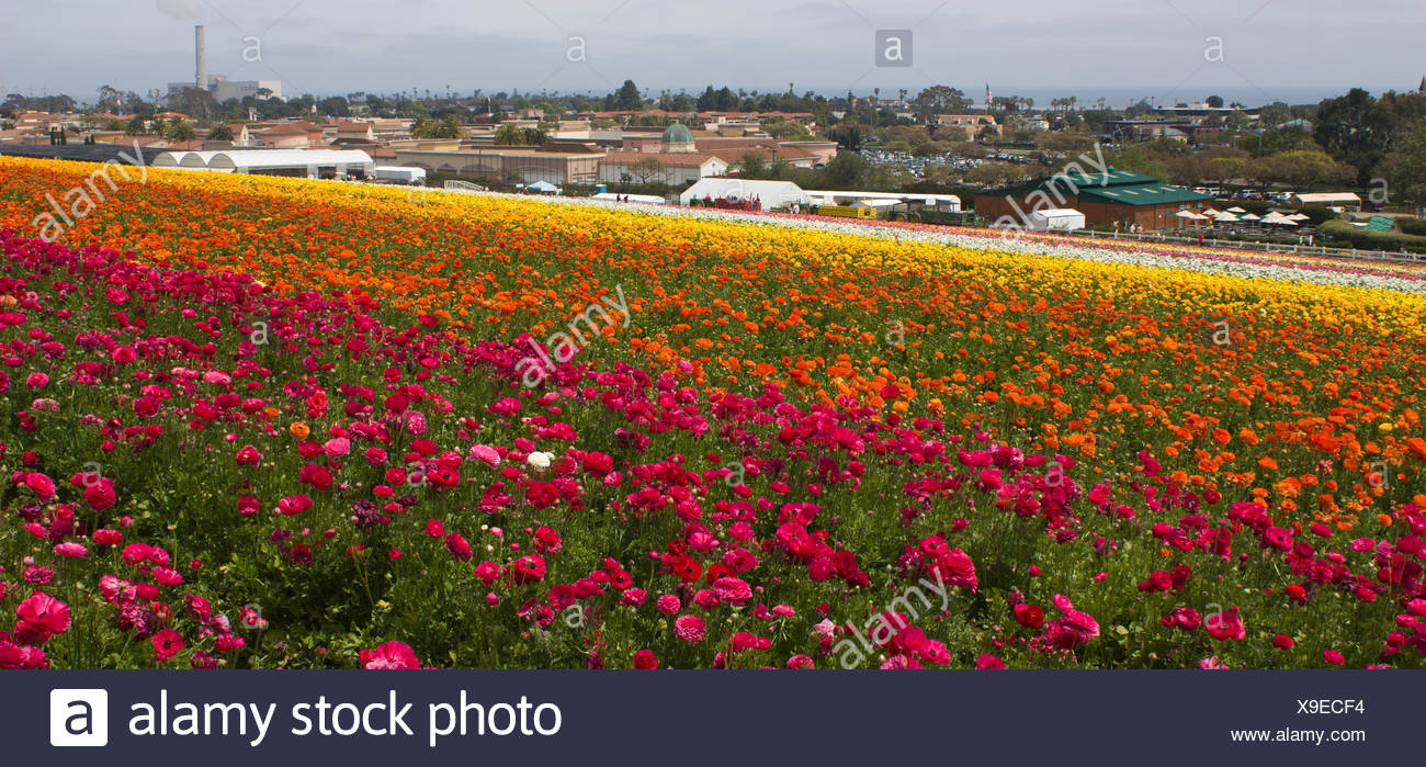 Flower Field Carlsbad High Resolution Stock Photography and Images - Alamy