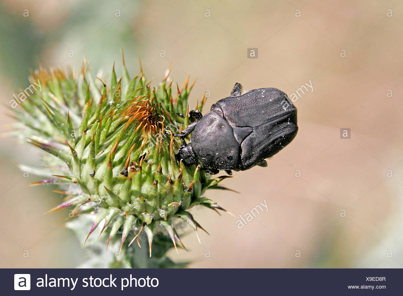 Potosia Stock Photos & Potosia Stock Images - Alamy