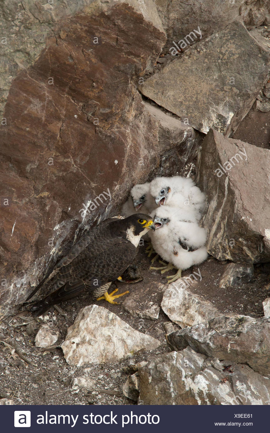 Falcon Nest Stock Photos & Falcon Nest Stock Images - Alamy