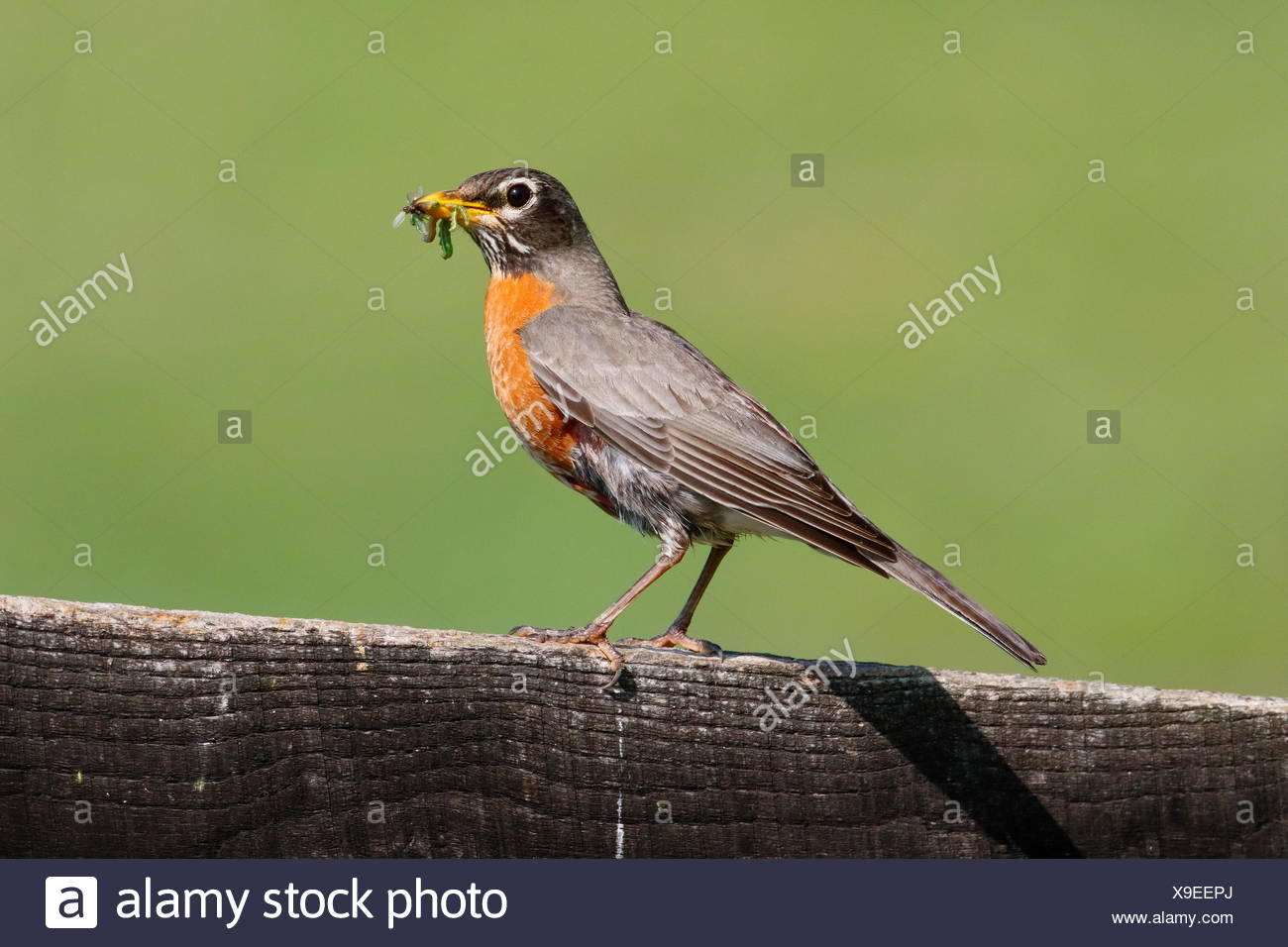 Robin Eating Insect High Resolution Stock Photography and Images - Alamy