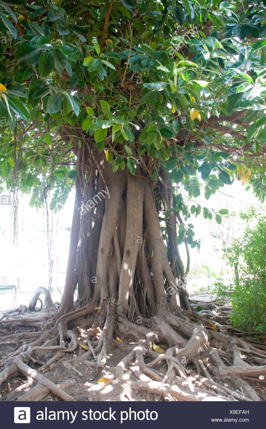 Indian Rubber Tree Ficus Elastica High Resolution Stock Photography and ...