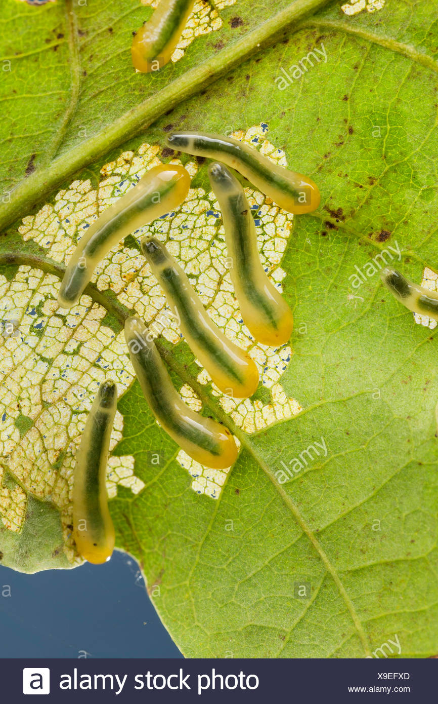 Slug Eating Leaves Stock Photos & Slug Eating Leaves Stock Images - Alamy