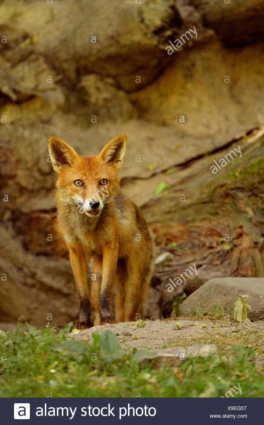 Burrow High Resolution Stock Photography and Images - Alamy