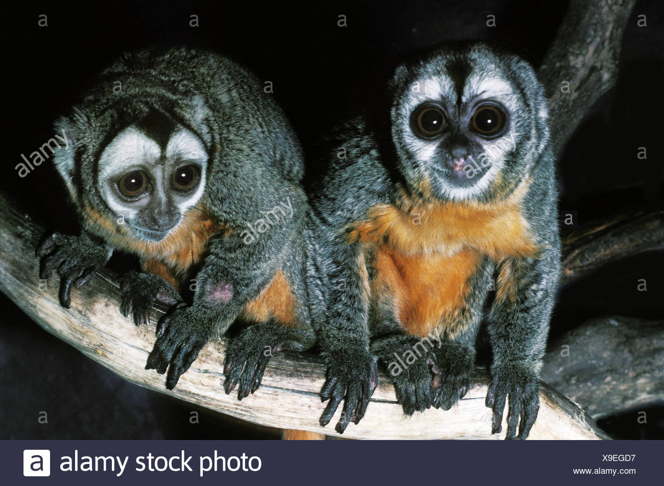 Aotus Trivirgatus Stock Photos & Aotus Trivirgatus Stock Images - Alamy