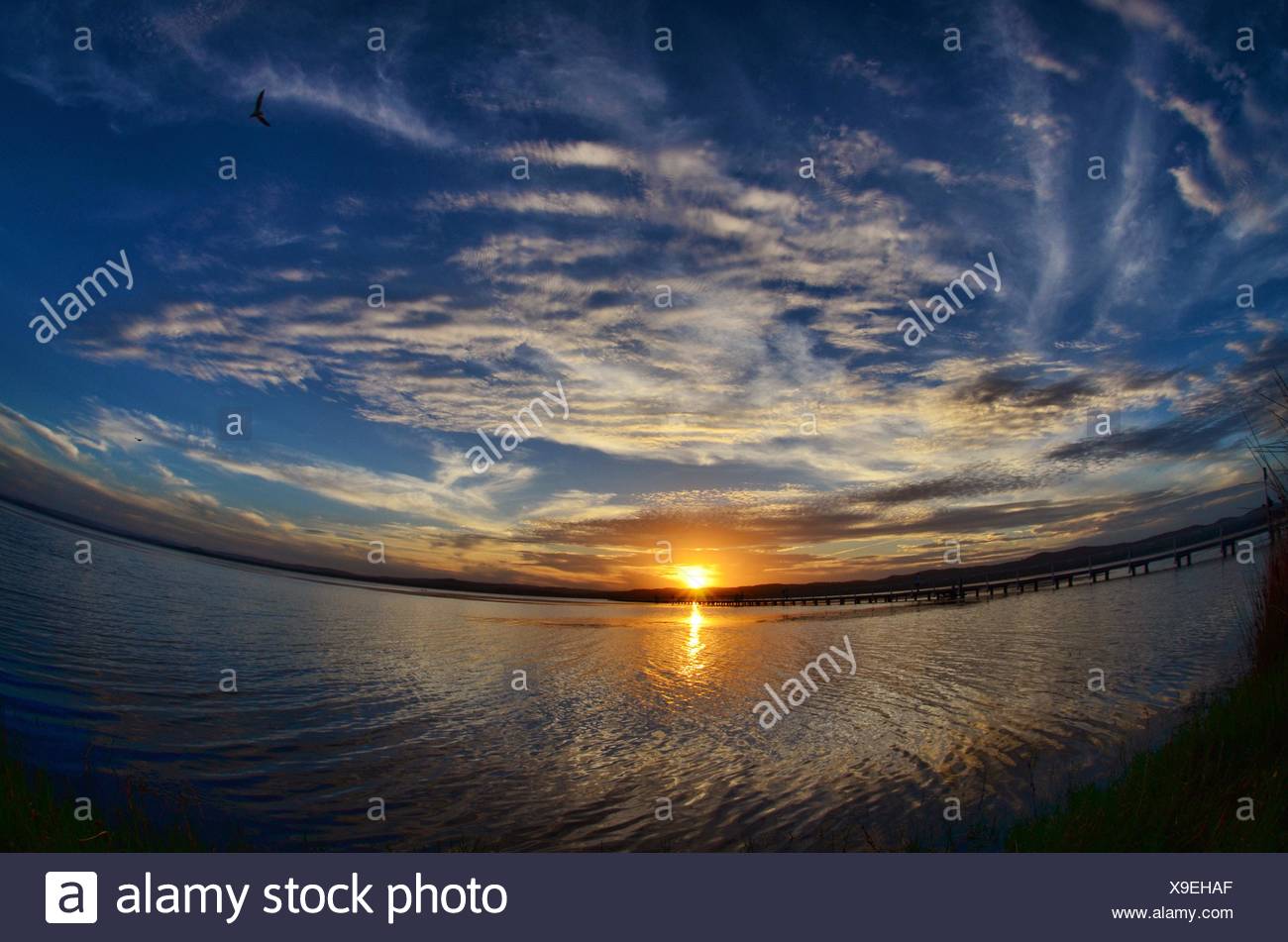 Eye Fish High Resolution Stock Photography and Images - Alamy
