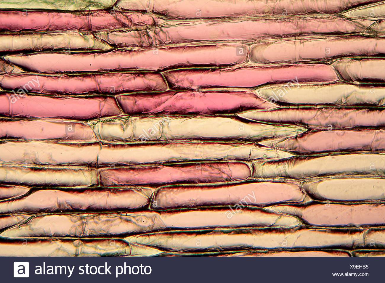 Onion Cells High Resolution Stock Photography and Images - Alamy
