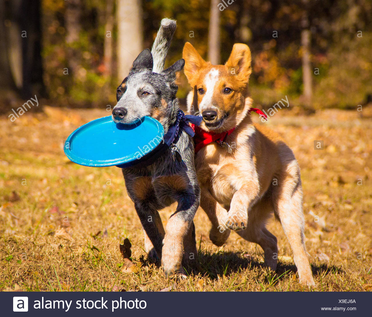 Australian Cattle Dog Puppies High Resolution Stock Photography and ...