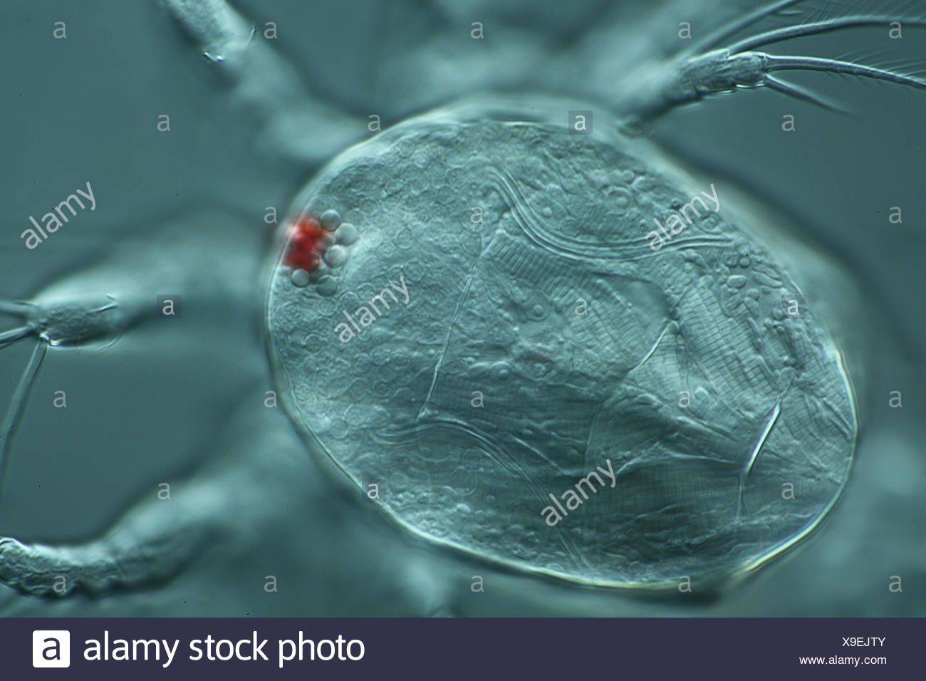 Nauplius Larva High Resolution Stock Photography and Images - Alamy