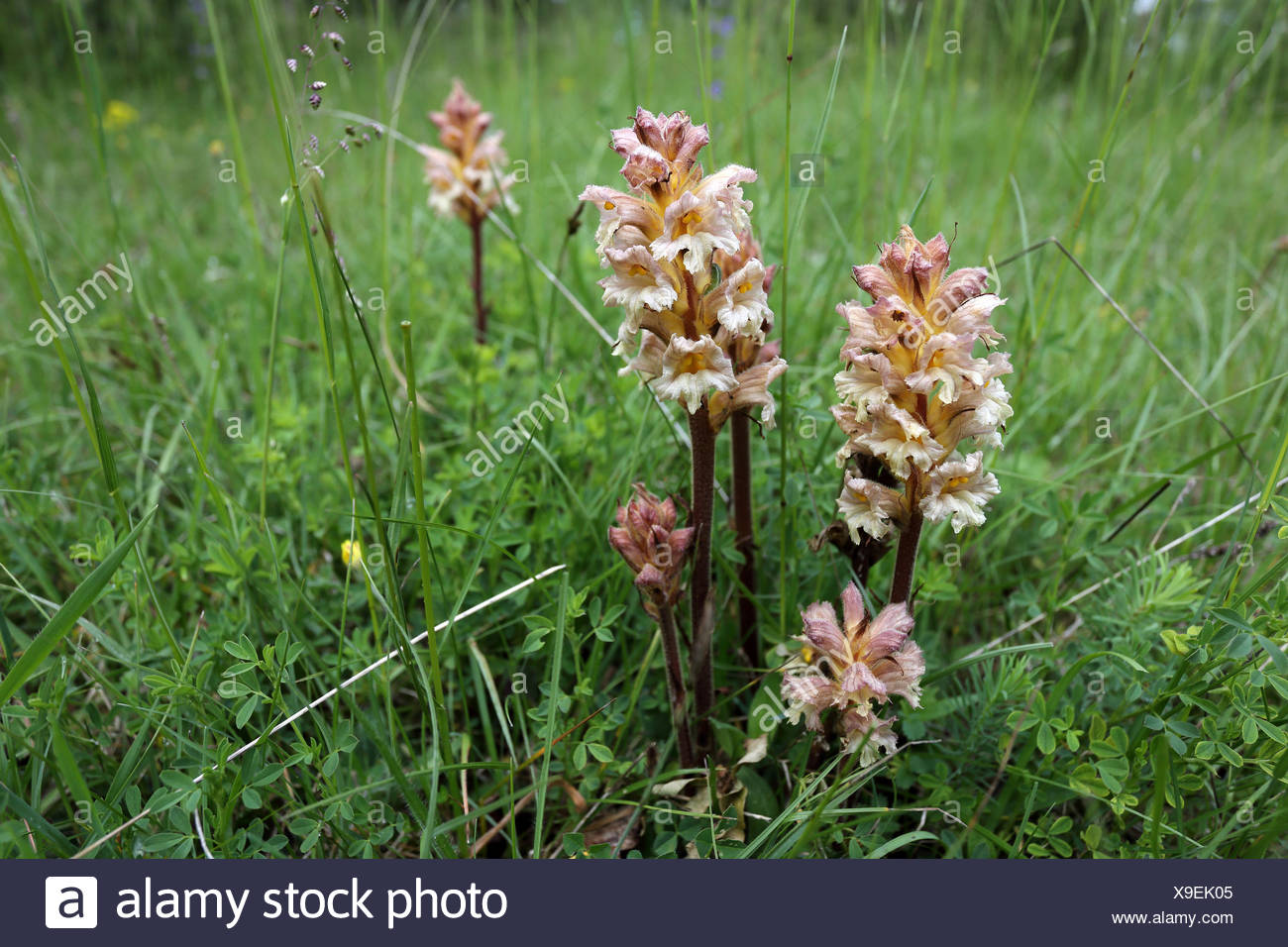 Holoparasitic High Resolution Stock Photography and Images - Alamy
