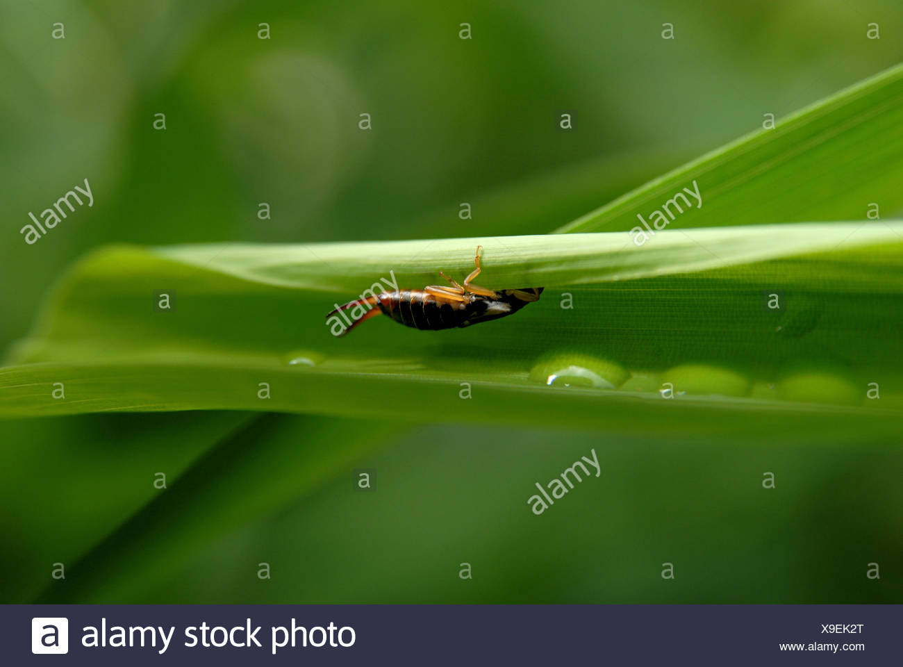 Ohrwurm Stock Photos & Ohrwurm Stock Images - Alamy
