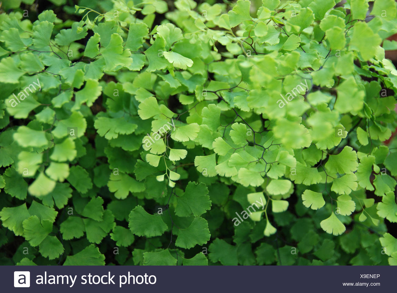 Adiantum Raddianum Stock Photos & Adiantum Raddianum Stock Images - Alamy
