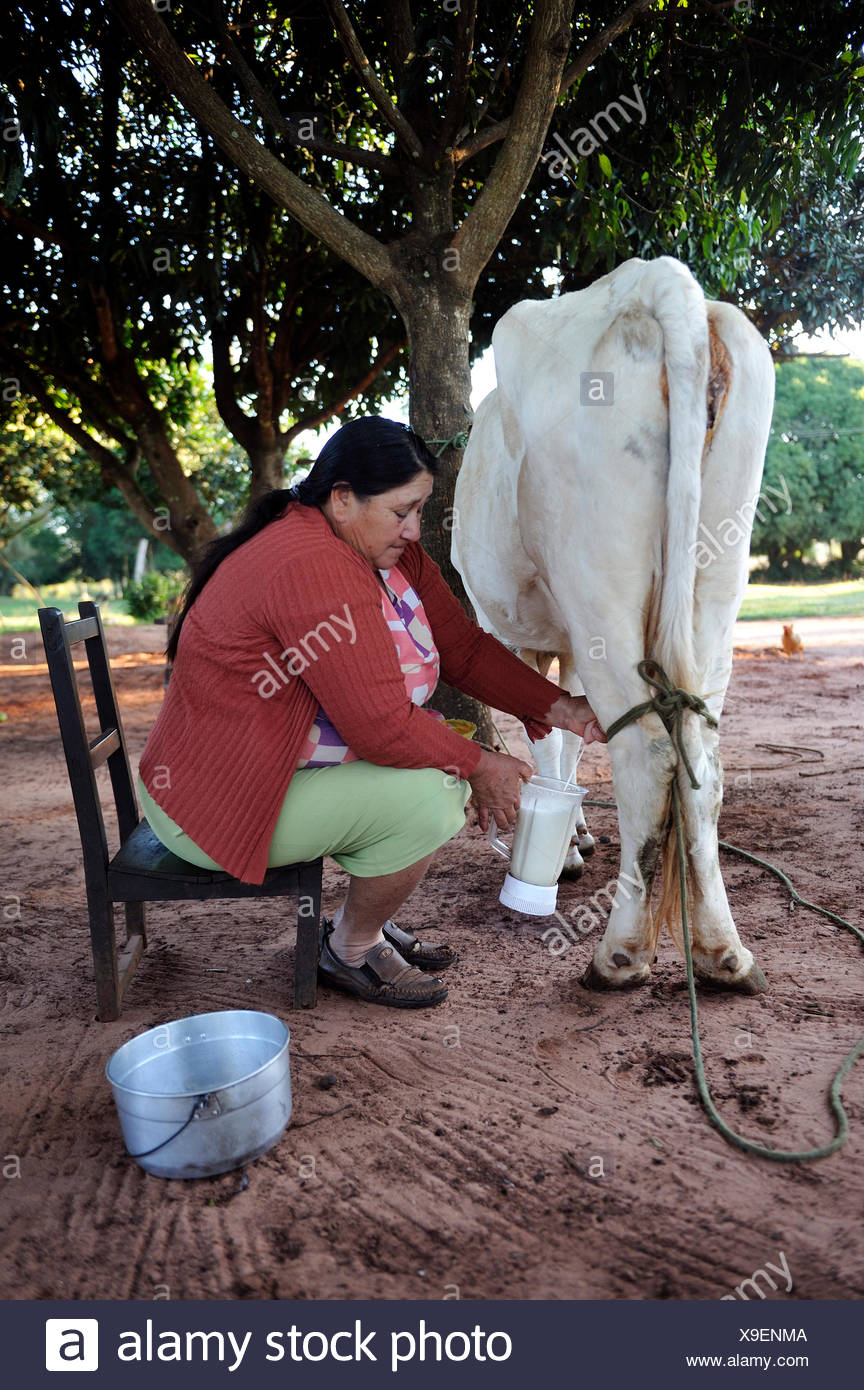 Cow Hand High Resolution Stock Photography and Images - Alamy