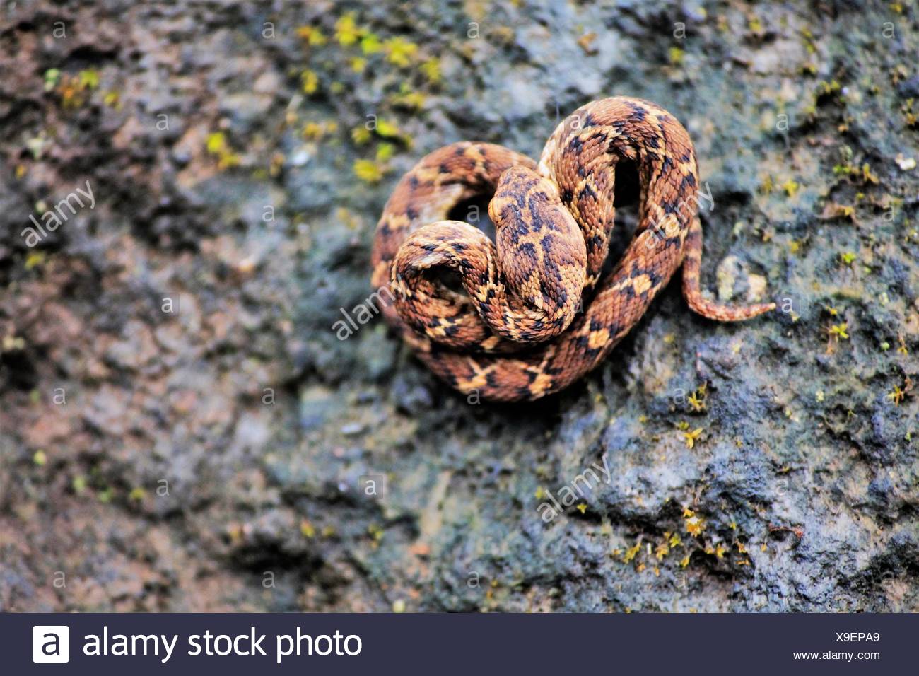 Venomous Snake Striking High Resolution Stock Photography and Images ...
