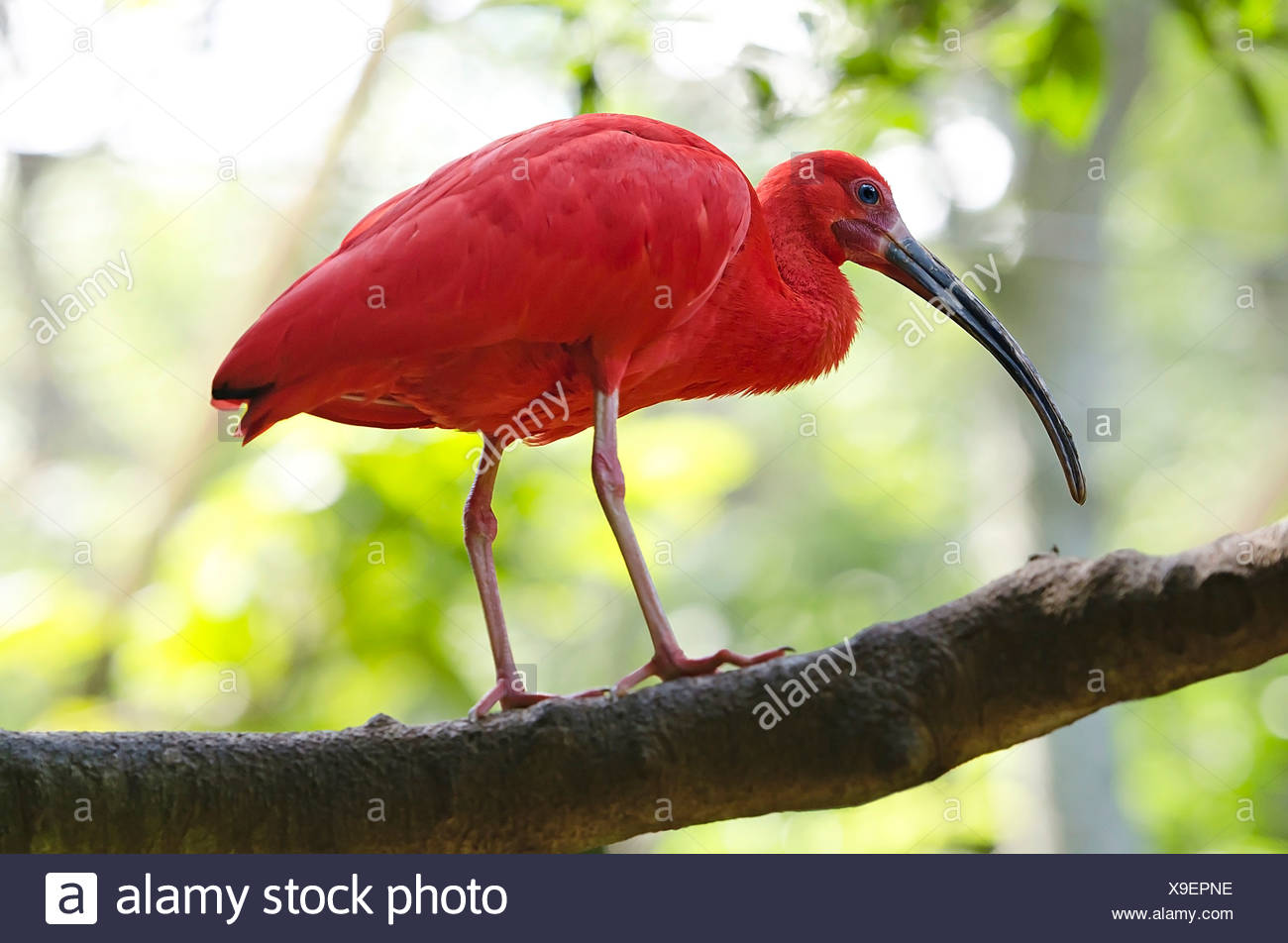 Scarlet Ibis High Resolution Stock Photography and Images - Alamy