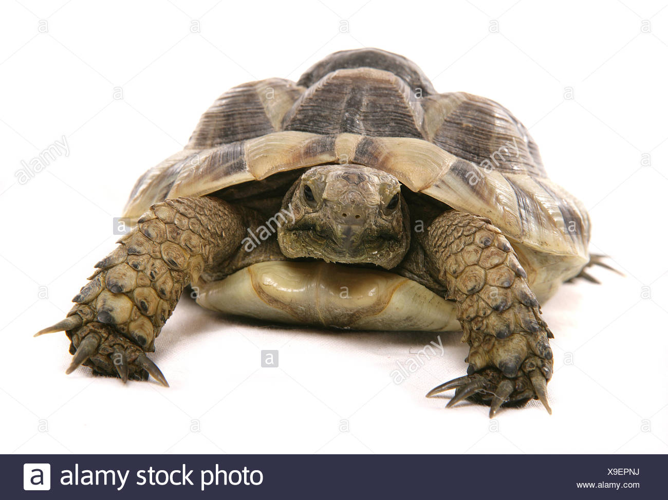 Tortoise Cut Out High Resolution Stock Photography and Images - Alamy