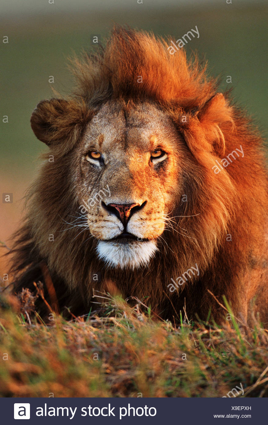 Lion Sunrise High Resolution Stock Photography and Images - Alamy