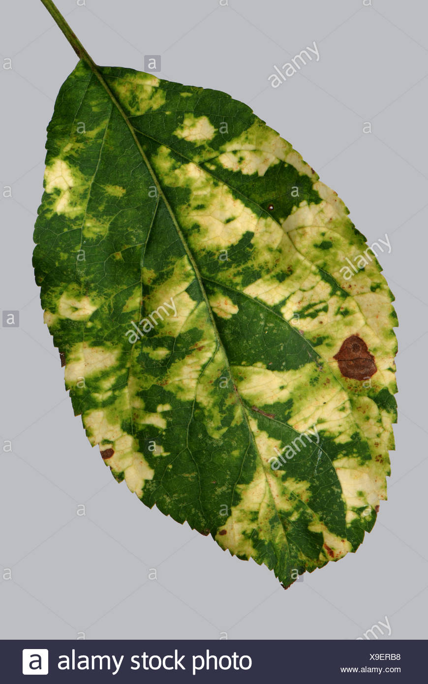 Mottling Stock Photos & Mottling Stock Images - Alamy