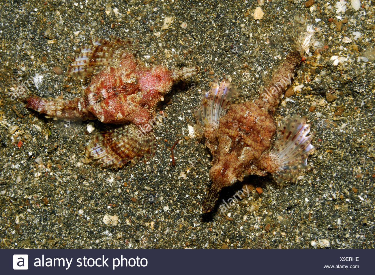 Pair Pegasus Sea Moths Lembeh High Resolution Stock Photography and ...