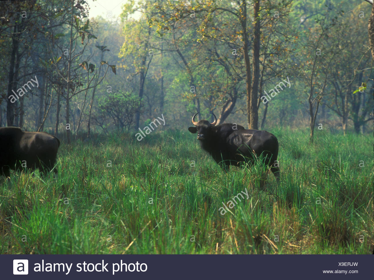 Gaur Habitat High Resolution Stock Photography and Images - Alamy