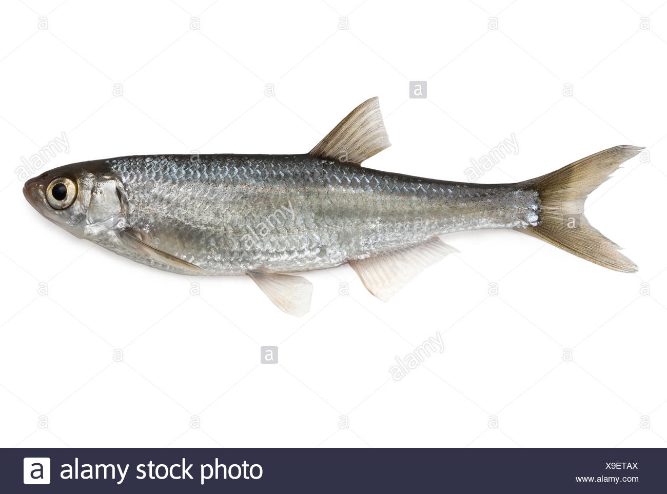 Common Bleak High Resolution Stock Photography and Images - Alamy