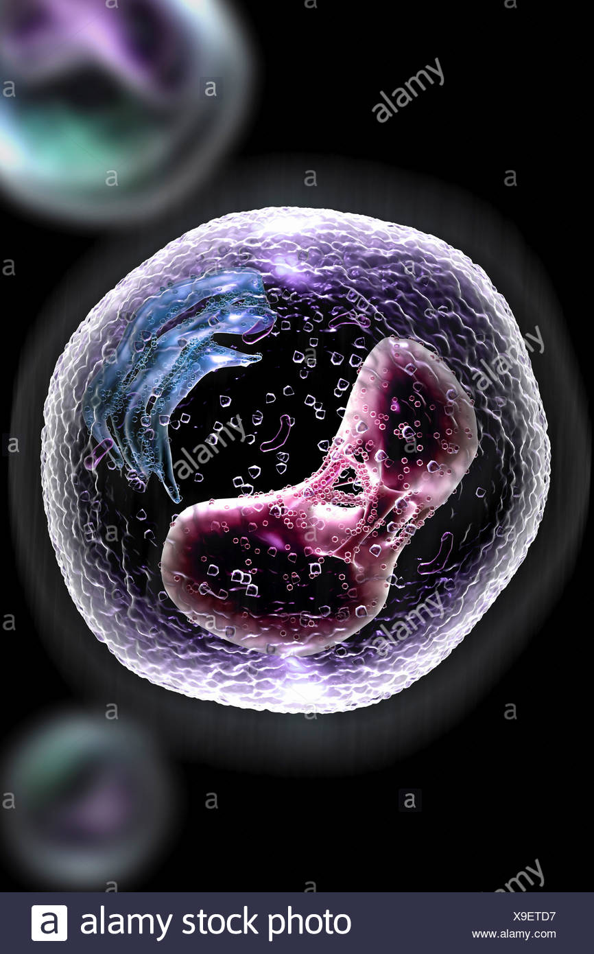 Typical Human Cell High Resolution Stock Photography and Images - Alamy