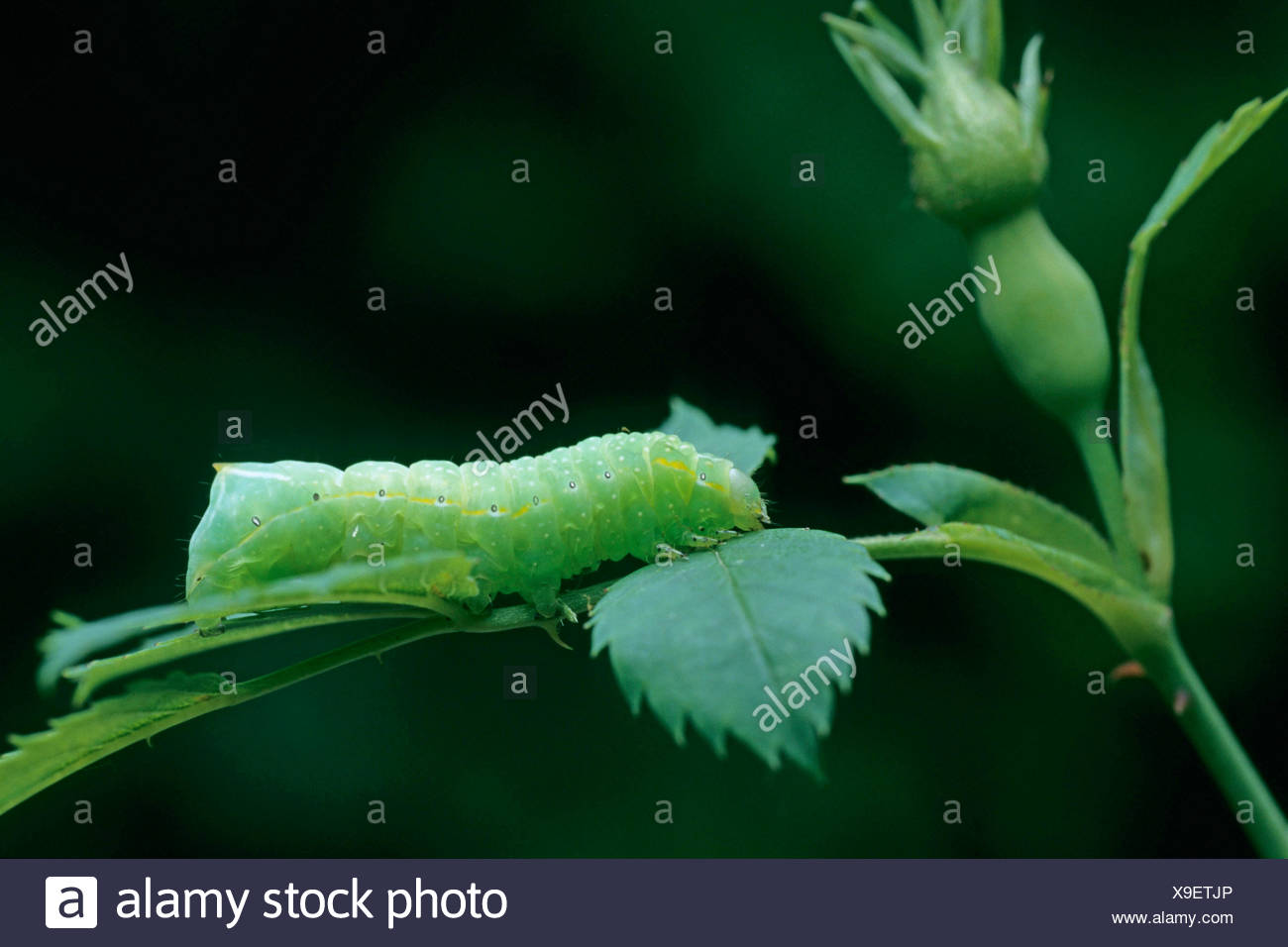 Copper Colour Leaves High Resolution Stock Photography and Images - Alamy