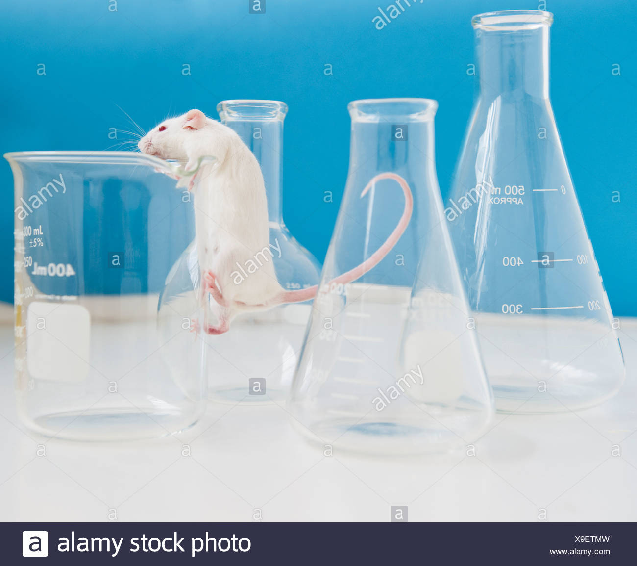 Animal Testing Laboratory High Resolution Stock Photography and Images ...