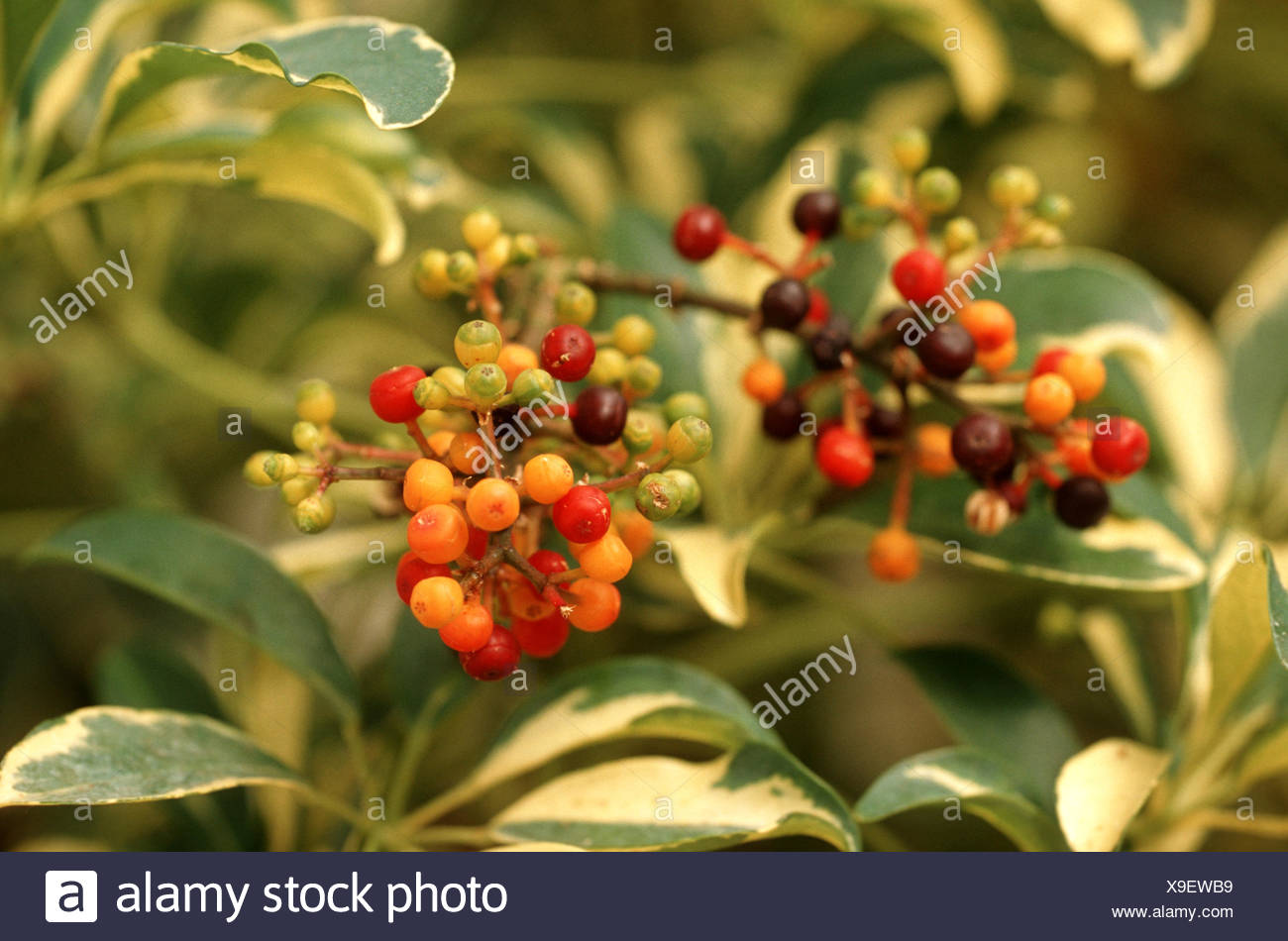 Schefflera Schefflera High Resolution Stock Photography and Images - Alamy