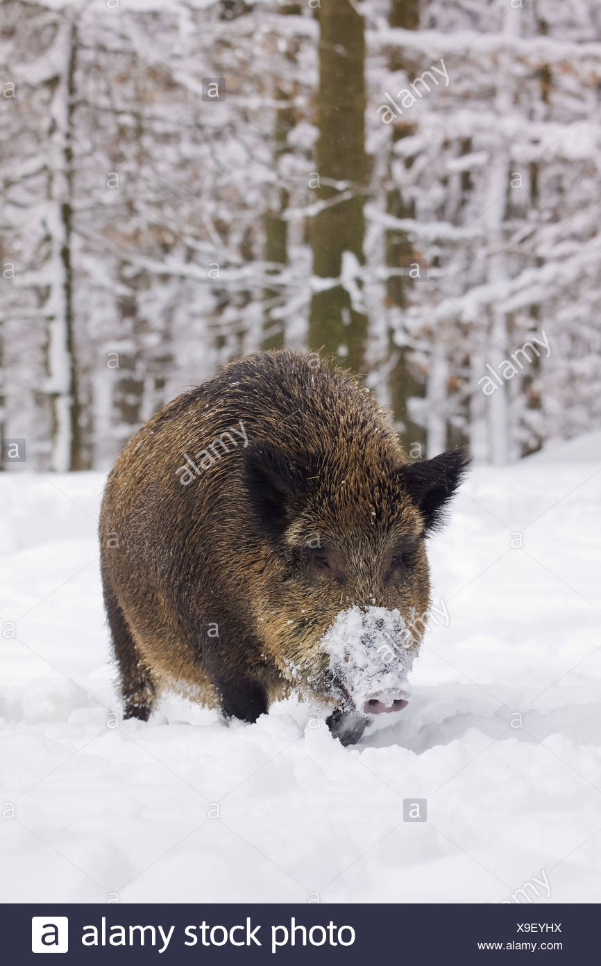 Wild Boar In Snow High Resolution Stock Photography and Images - Alamy