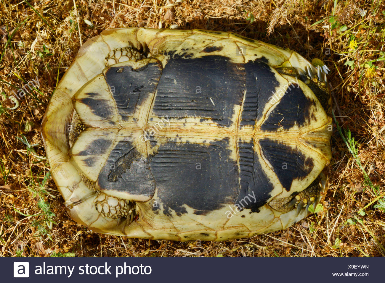 Plastron Turtle High Resolution Stock Photography and Images - Alamy