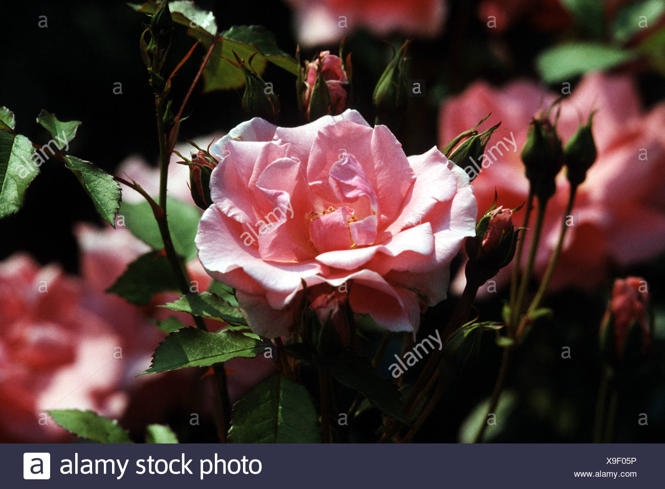 Polyantha Shrub Rose High Resolution Stock Photography and Images - Alamy