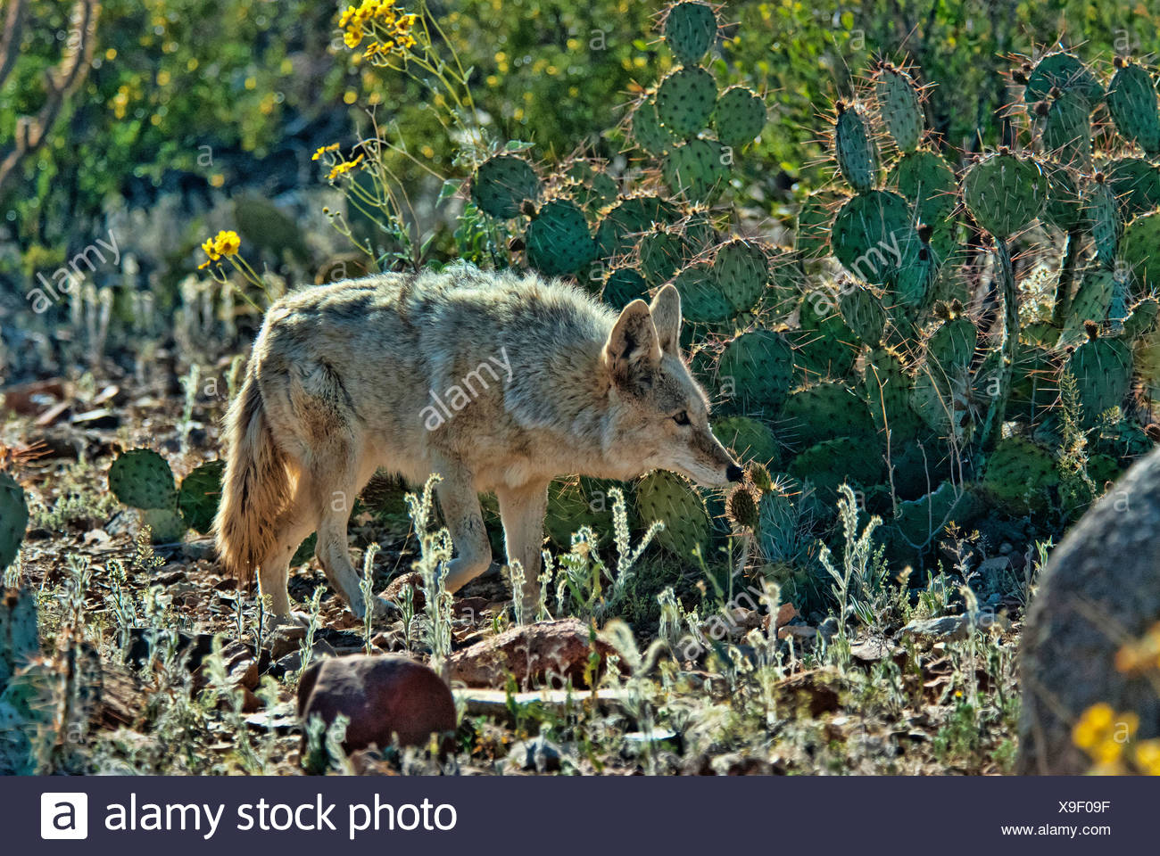 Arizona Coyote Animal High Resolution Stock Photography and Images - Alamy