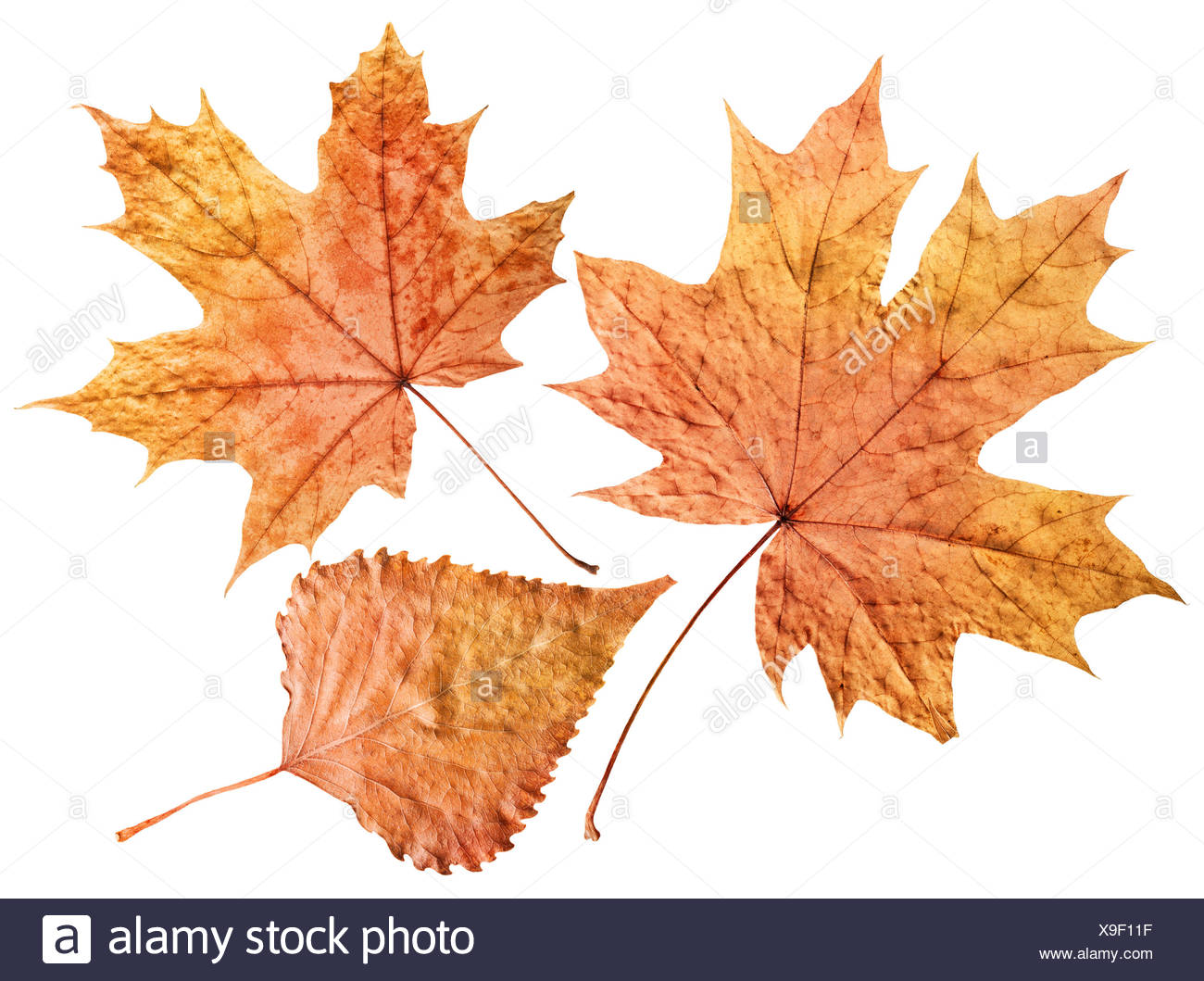 American Plane Tree High Resolution Stock Photography and Images - Alamy