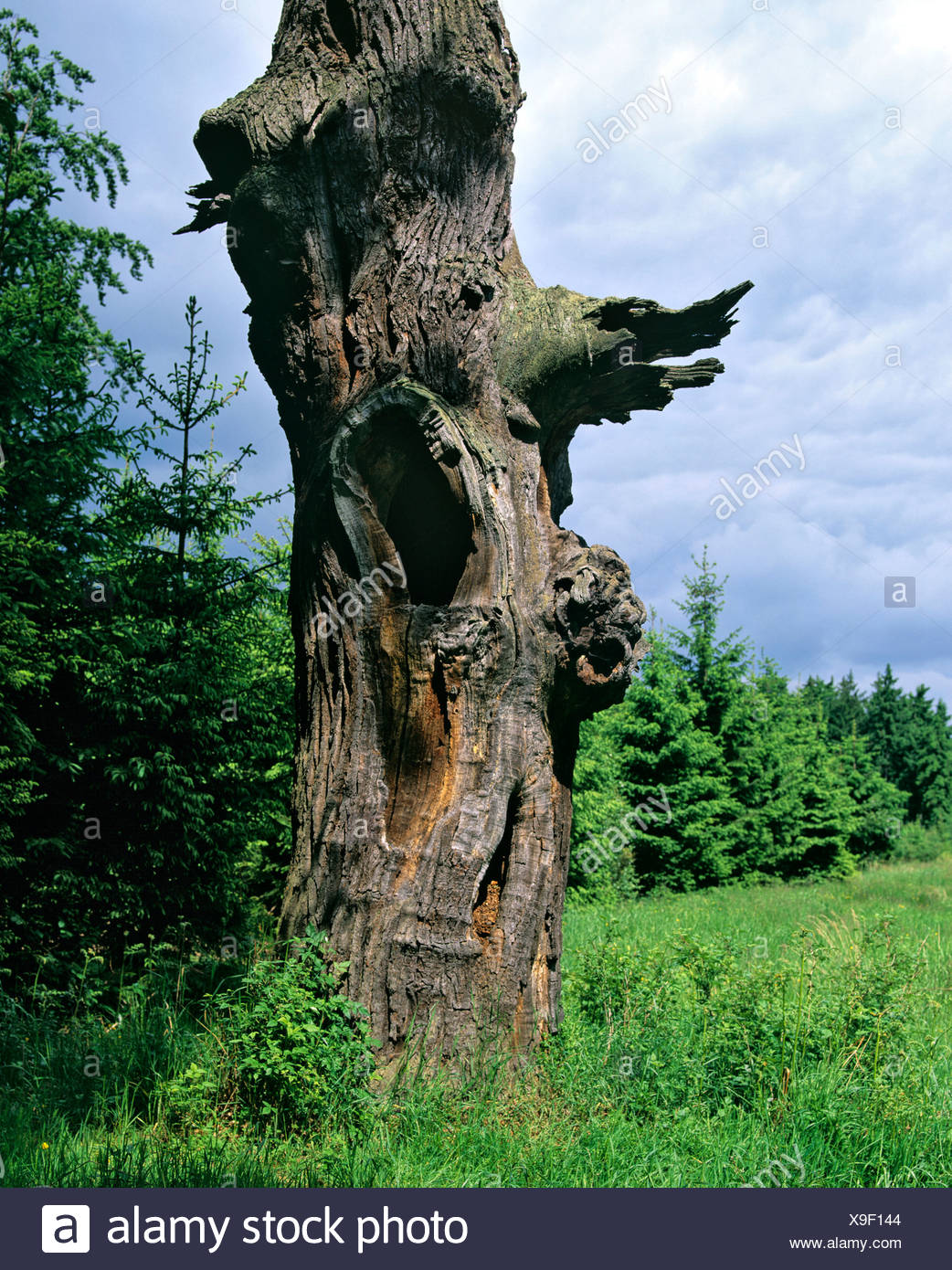 Gnarled Oak Tree High Resolution Stock Photography and Images - Alamy