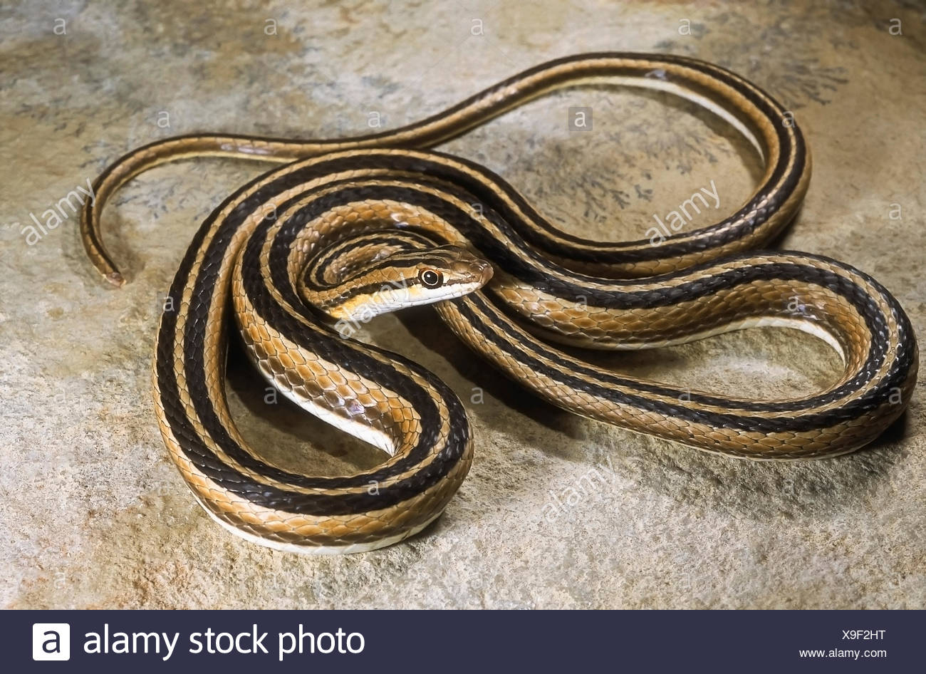 Sand Snake High Resolution Stock Photography and Images - Alamy