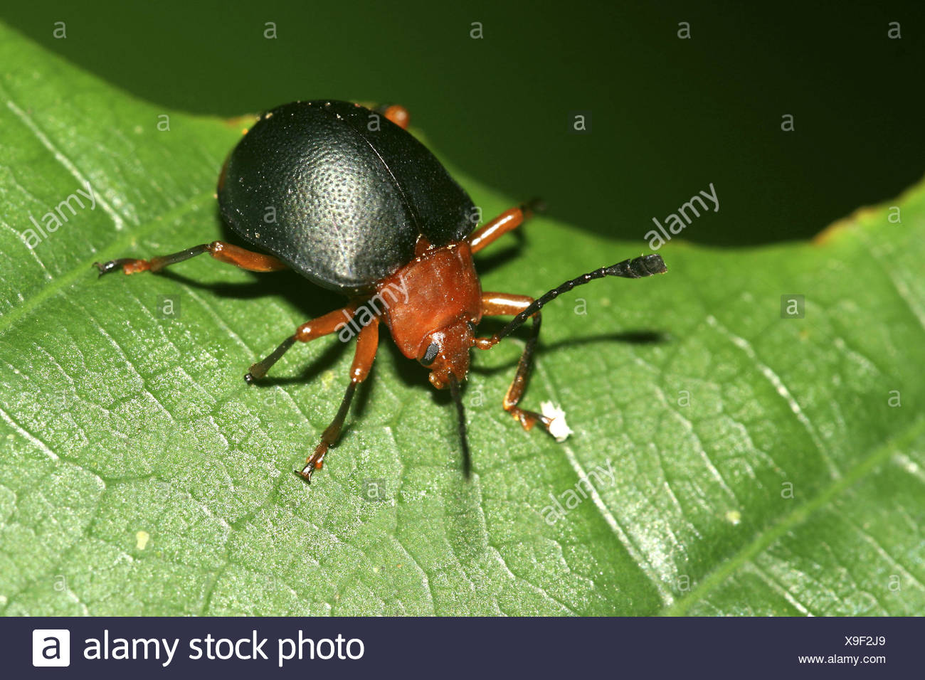 Amazon Beetle Stock Photos & Amazon Beetle Stock Images - Alamy