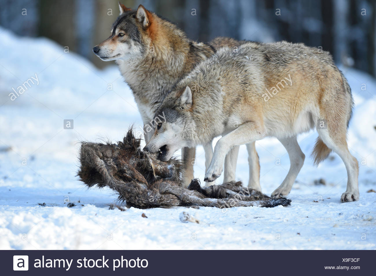 Wild Boar And Wolves High Resolution Stock Photography and Images - Alamy