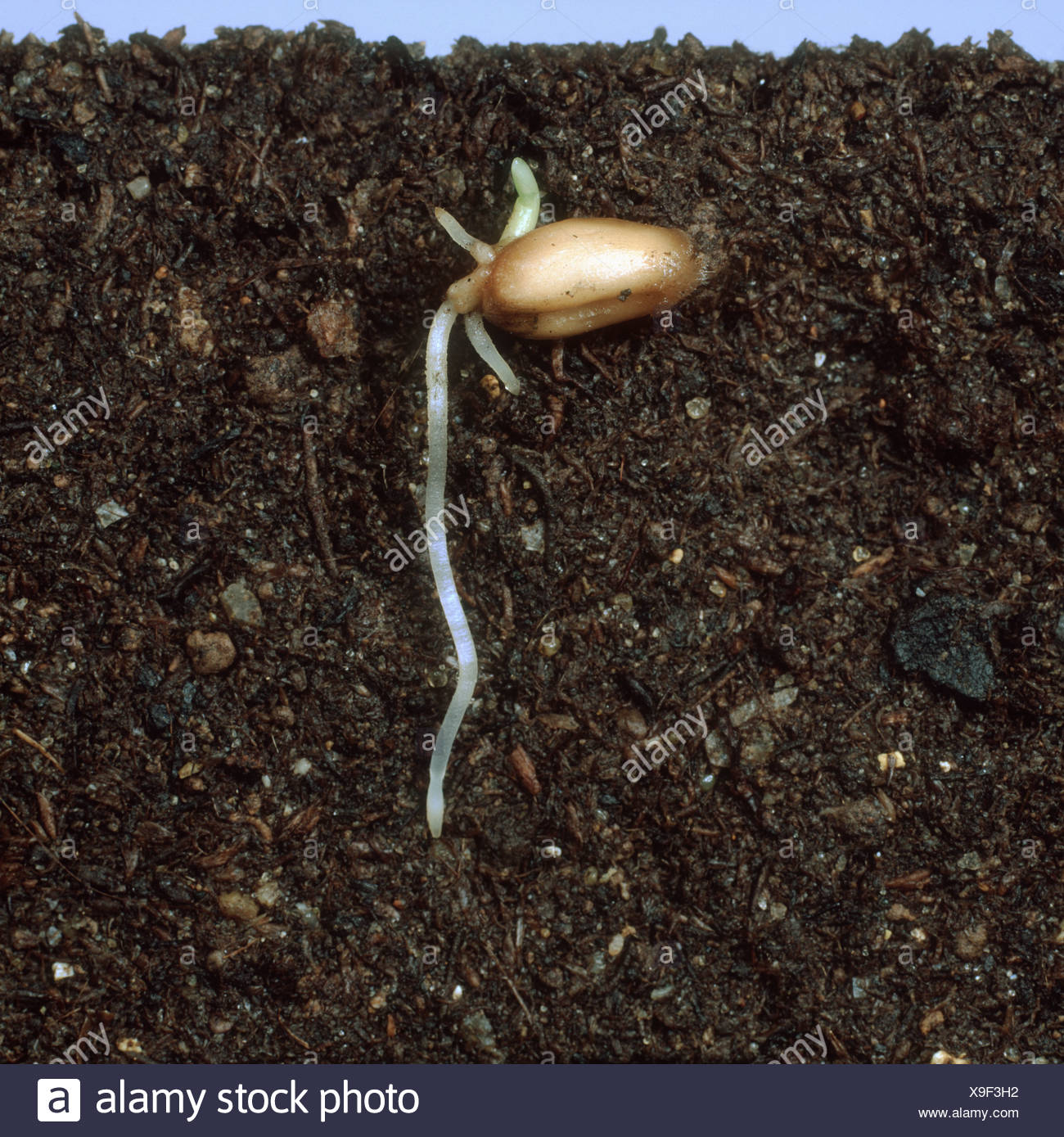 Coleoptile High Resolution Stock Photography and Images - Alamy
