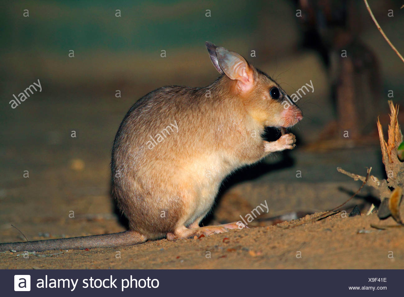 Rat Islands High Resolution Stock Photography and Images - Alamy