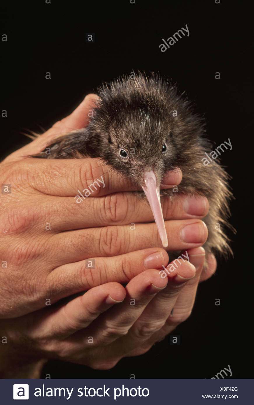 Kiwi Bird And New Zealand High Resolution Stock Photography and Images ...